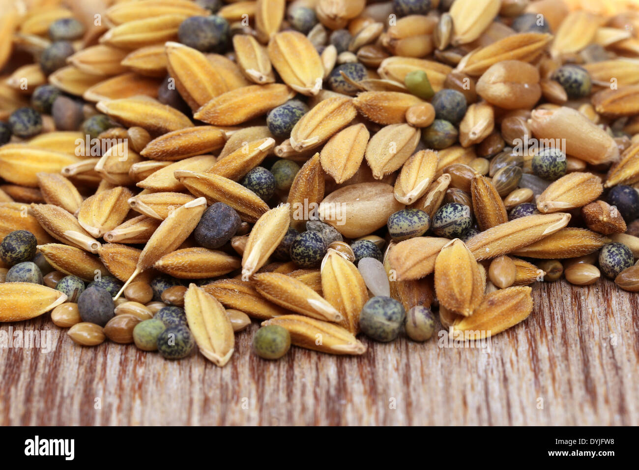 Close up of bird feeding grains Stock Photo - Alamy