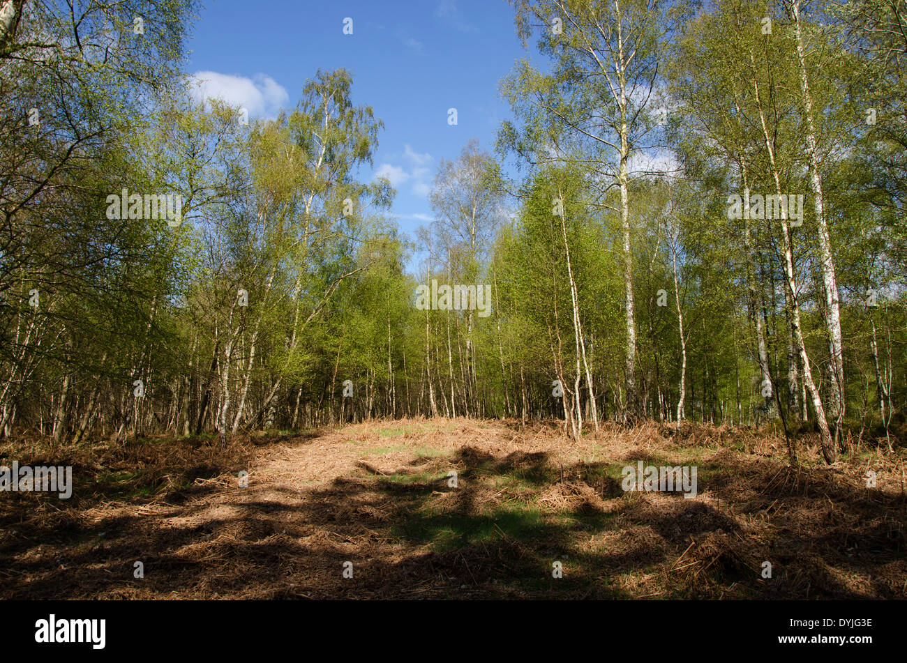 Clearing in trees hi-res stock photography and images - Alamy