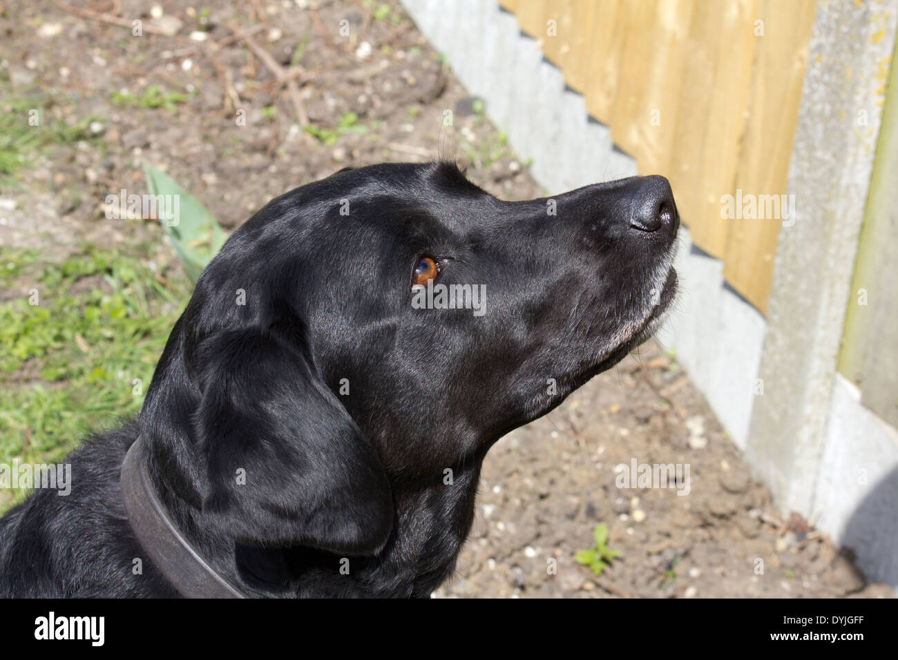 Smiling black labrador dog hi-res stock photography and images - Alamy