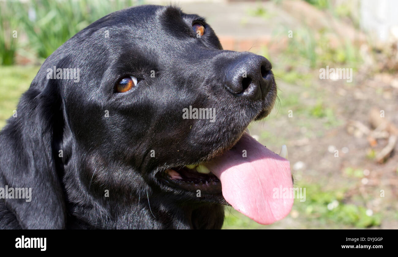 Female Black Labrador Retriever