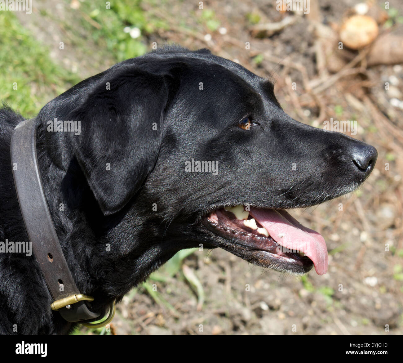 Glossy healthy female black Labrador Stock Photo - Alamy