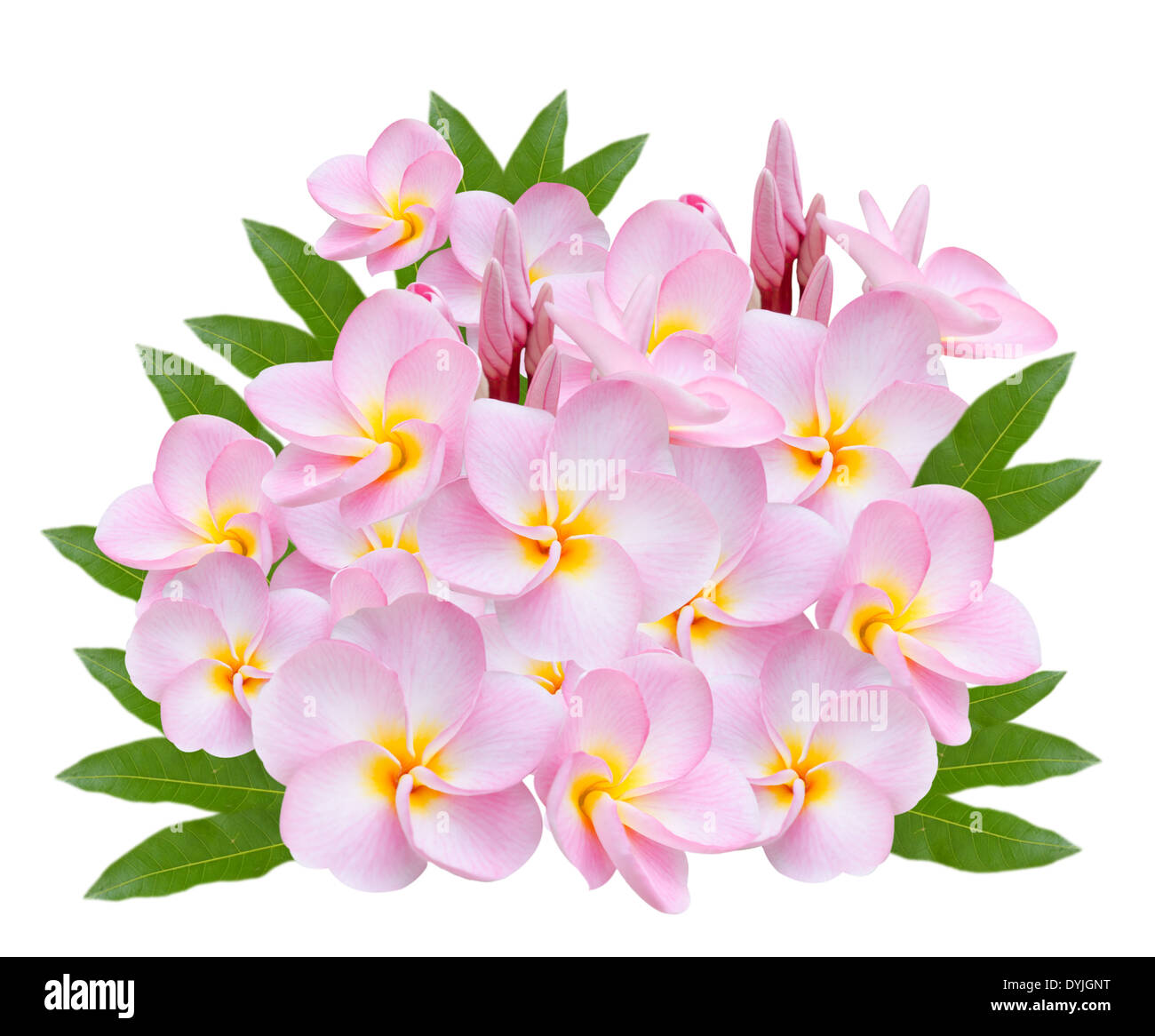 Frangipani, Pumeria, Frangipanni, isolated on white background Stock ...