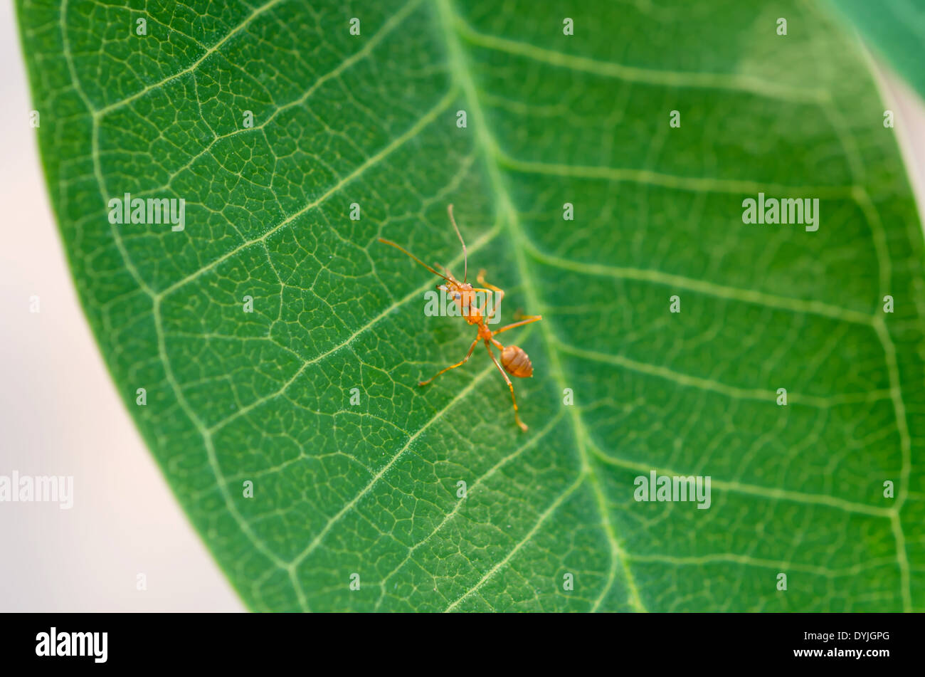 red ant on green leaf in nature Stock Photo - Alamy