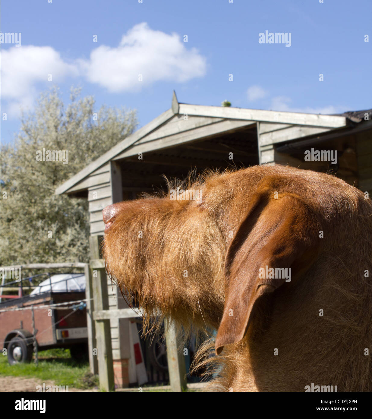Hungarian Vizsla looking up to the sky with stabling buildings behind ...