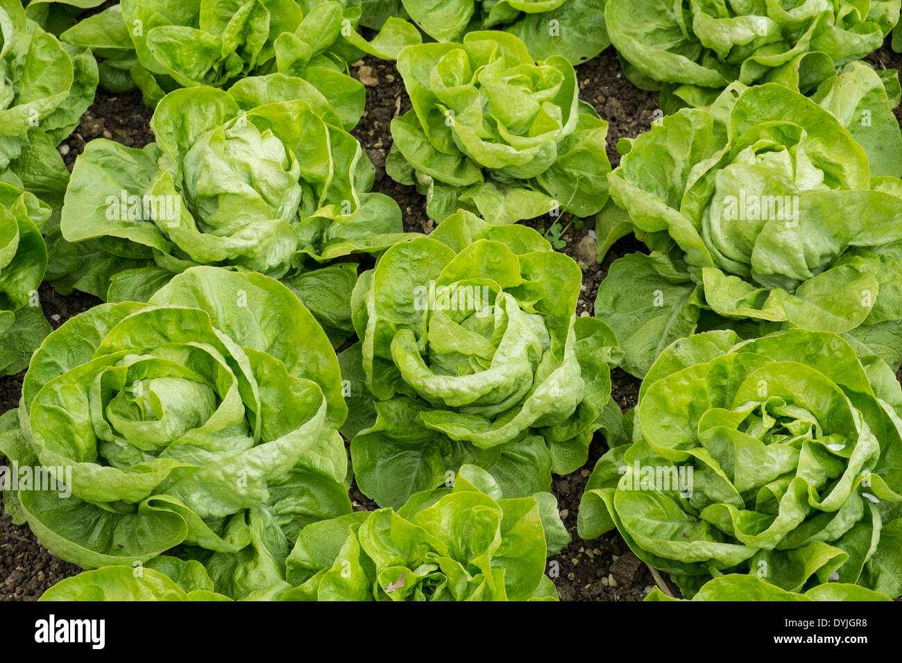 Lettuce plants growing in a vegetable plot Stock Photo - Alamy