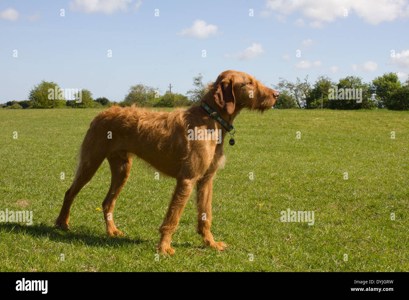Hungarian Vizsla in a proud stance surrounded by green fields, and blue ...