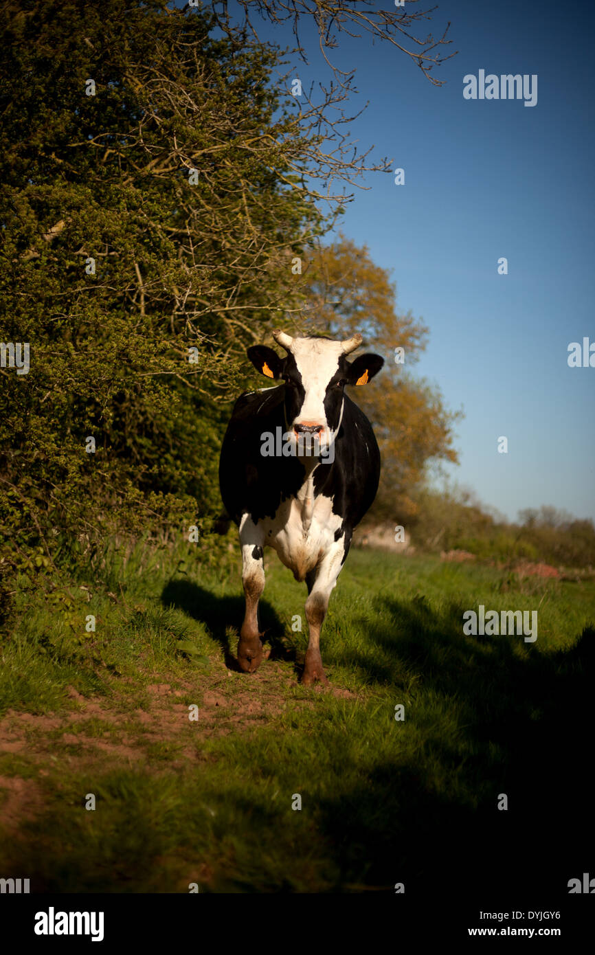 Normandie cow hi-res stock photography and images - Alamy