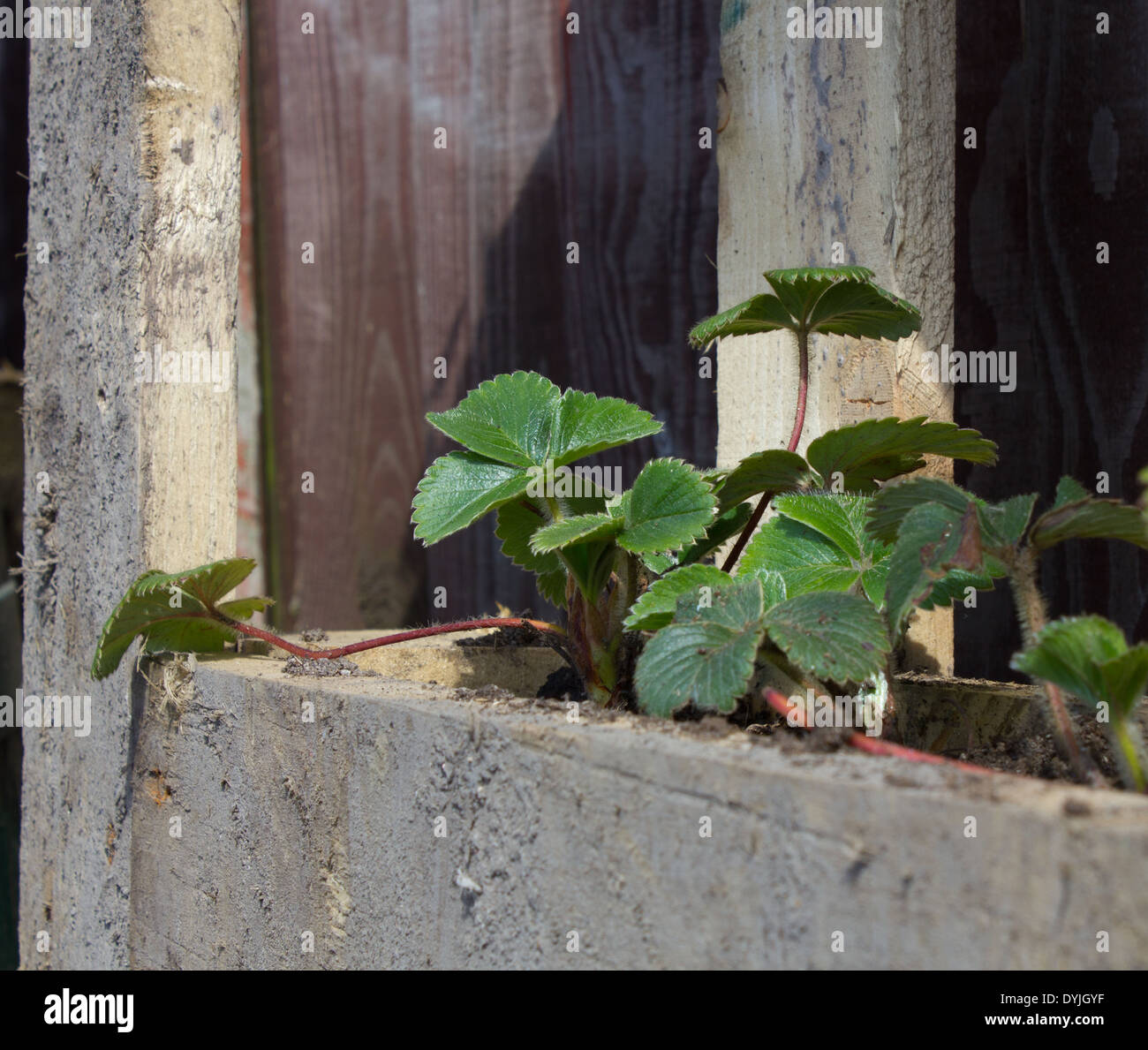 Strawberry raised bed hi-res stock photography and images - Alamy