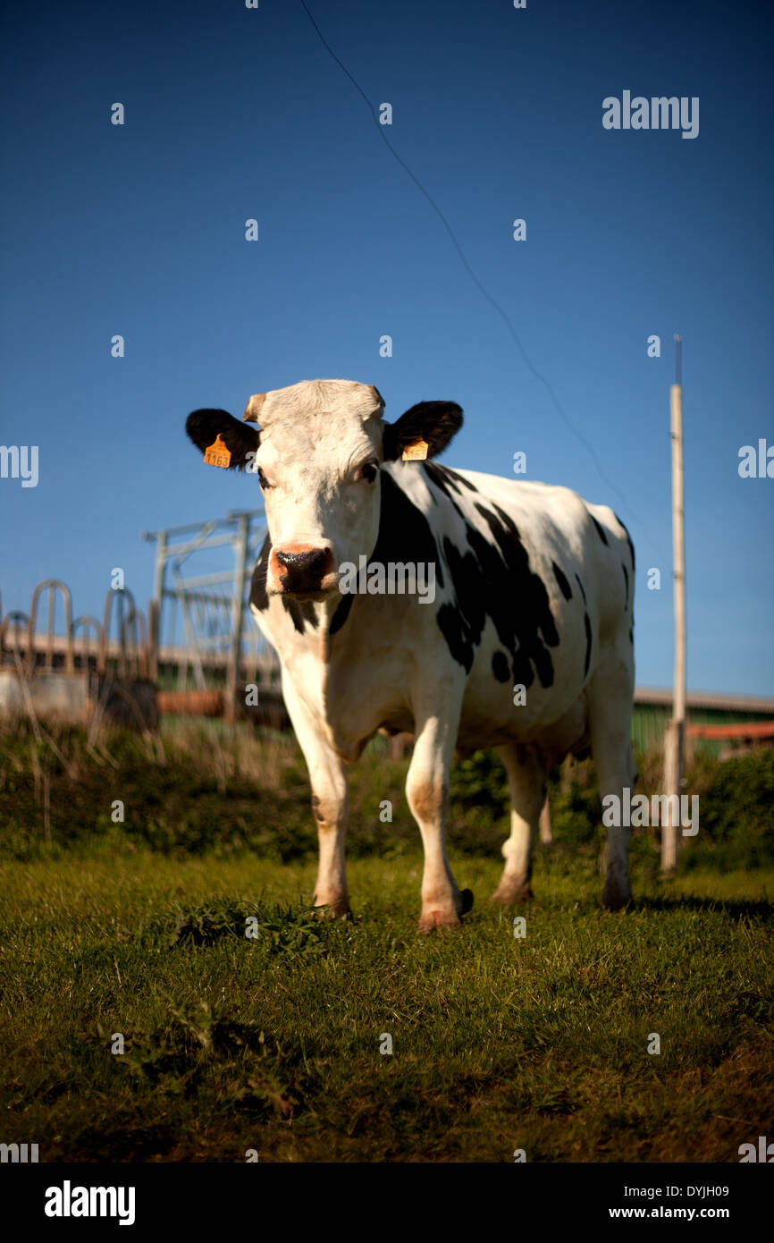 Normandie cow hi-res stock photography and images - Alamy