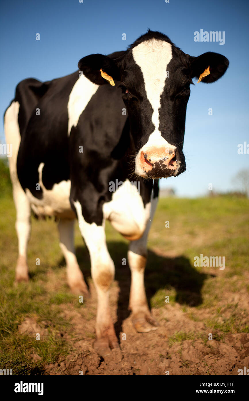 Normandie cow hi-res stock photography and images - Alamy