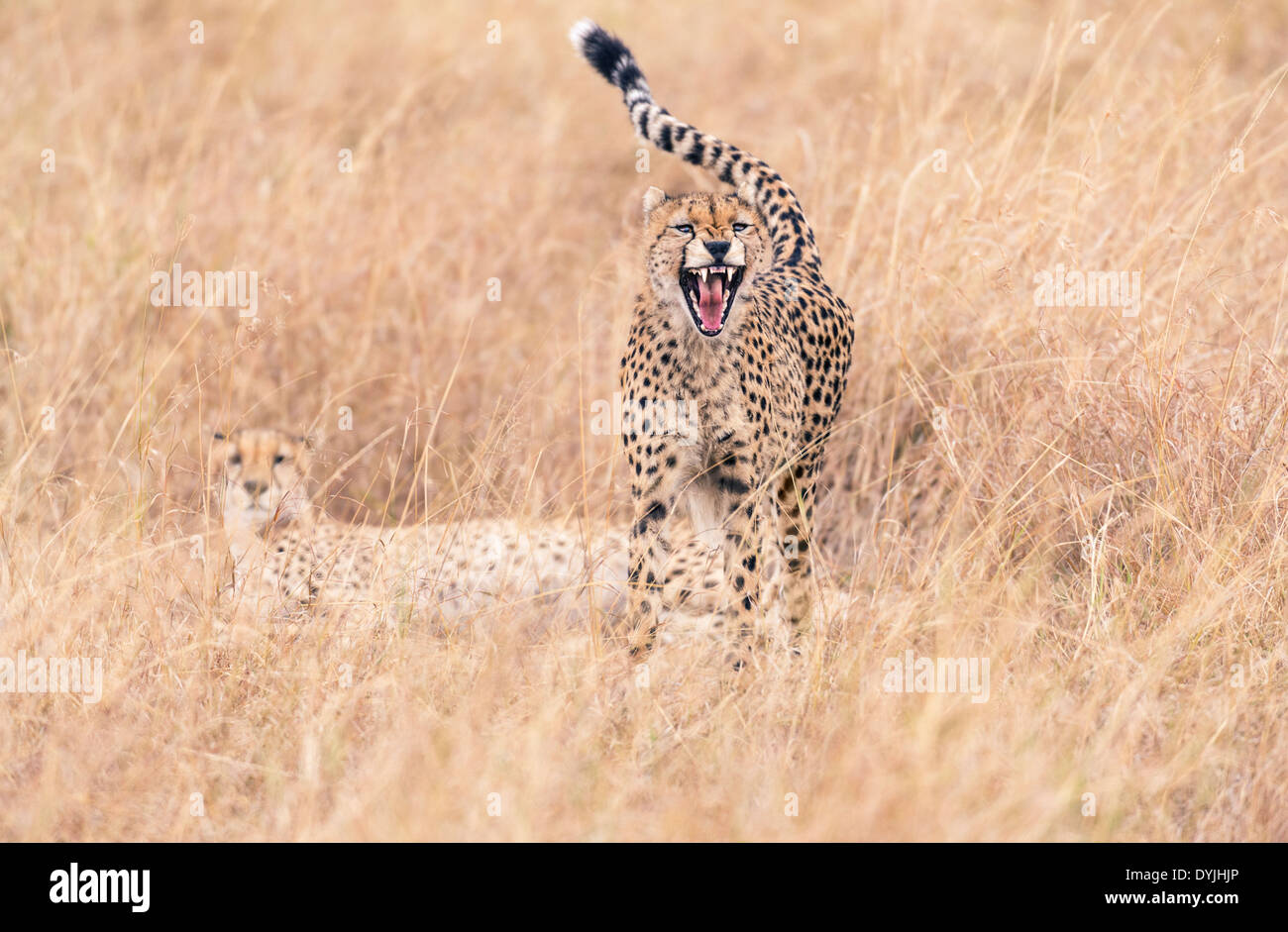 Cheetah snarling hi-res stock photography and images - Alamy