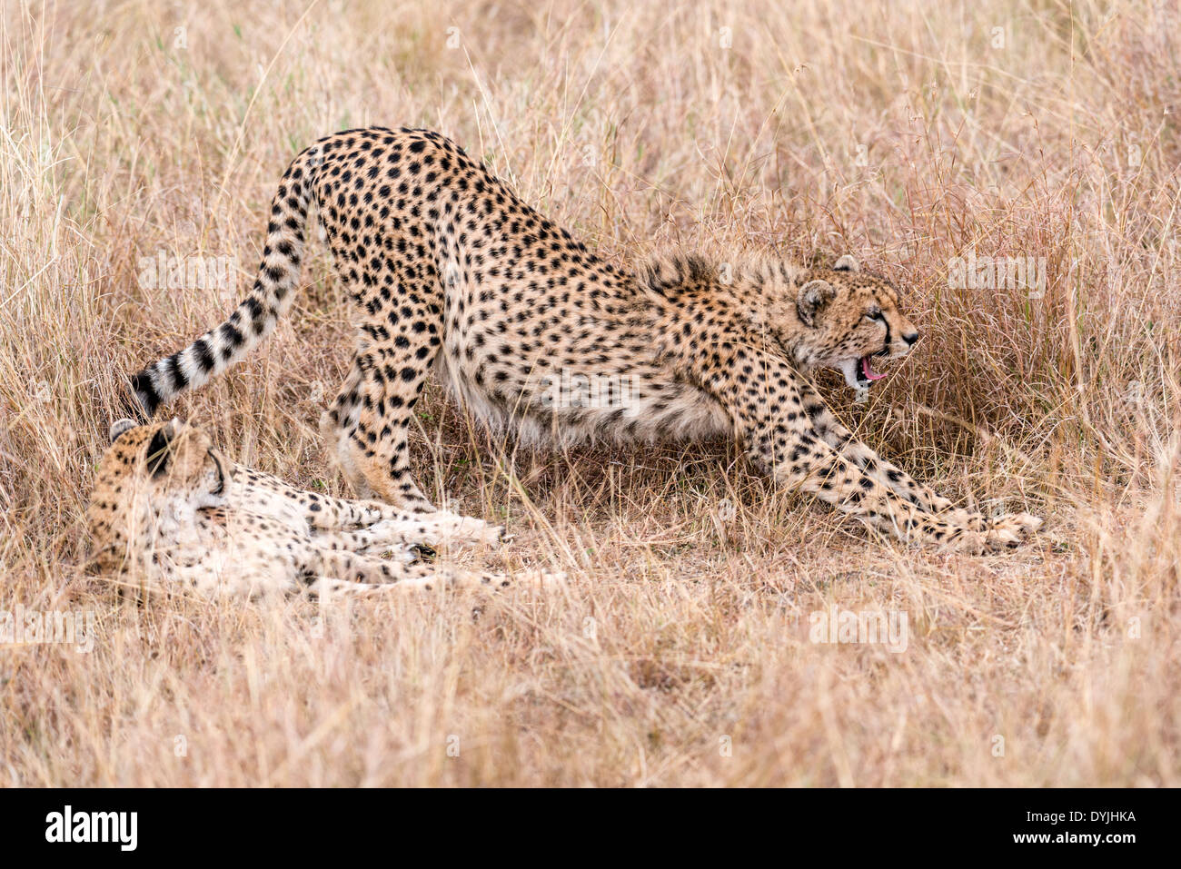 Cheetah takes moment stretch yawn hi-res stock photography and images ...