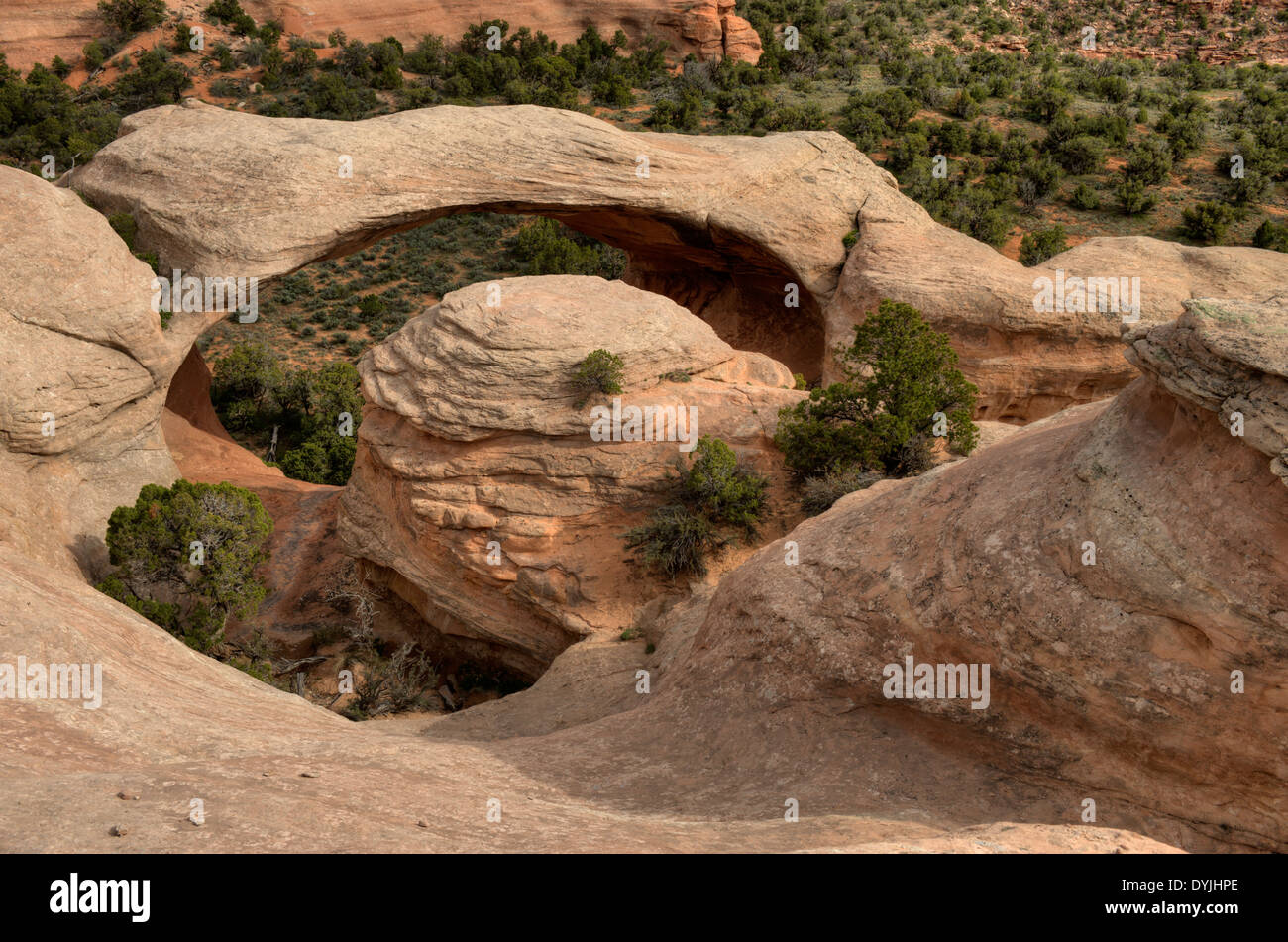 Cedar Tree Arch High Resolution Stock Photography and Images - Alamy
