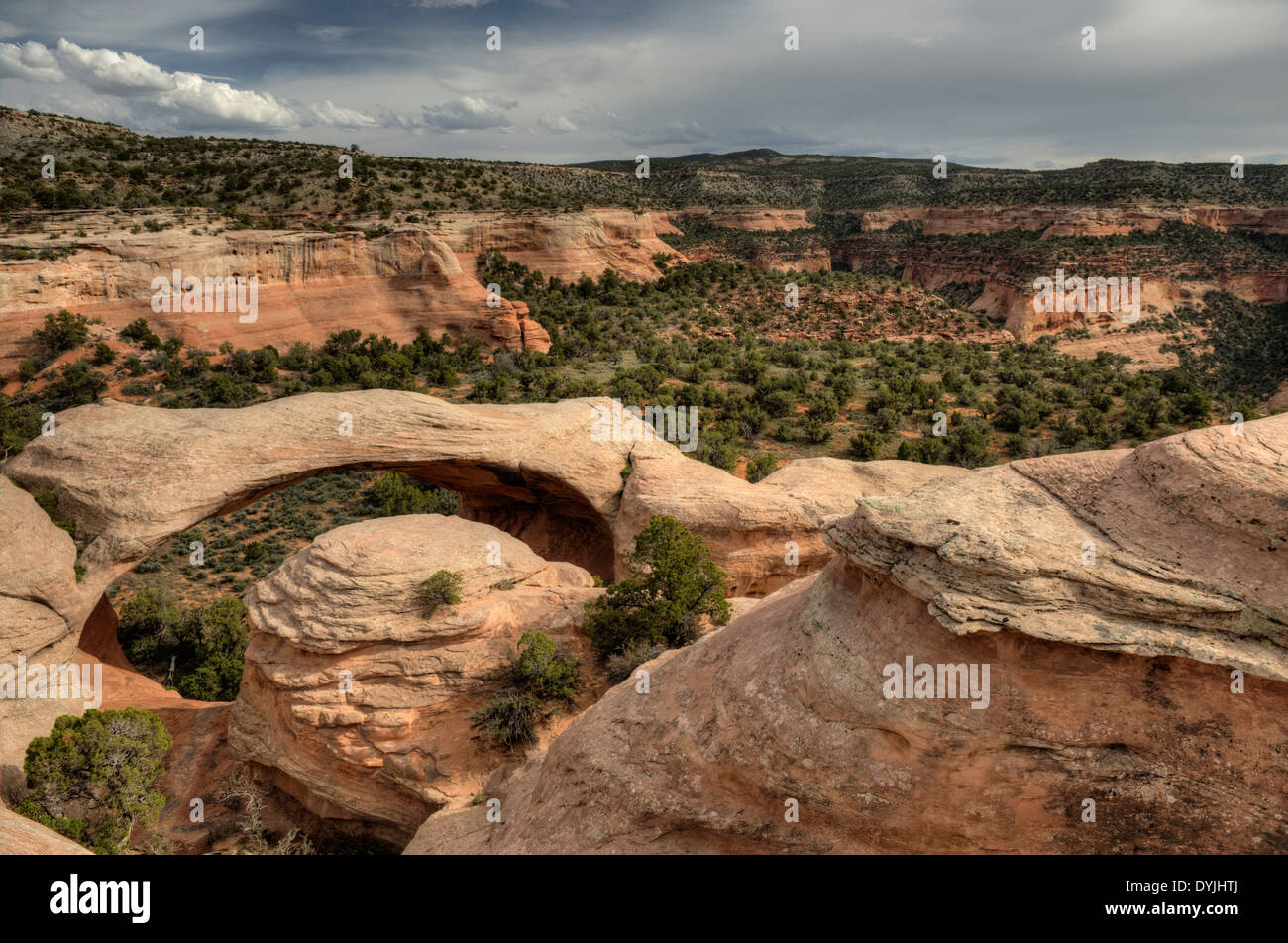 Cedar tree arch colorado hi-res stock photography and images - Alamy