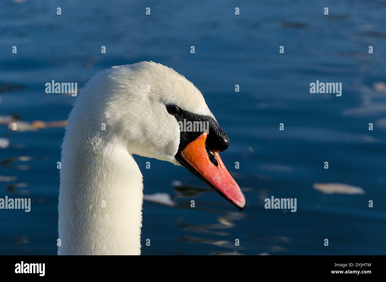 Swan flap wings hi-res stock photography and images - Alamy