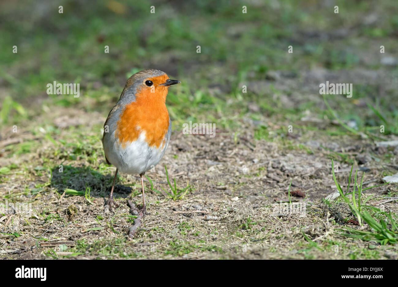 Robin bird spring hi-res stock photography and images - Alamy
