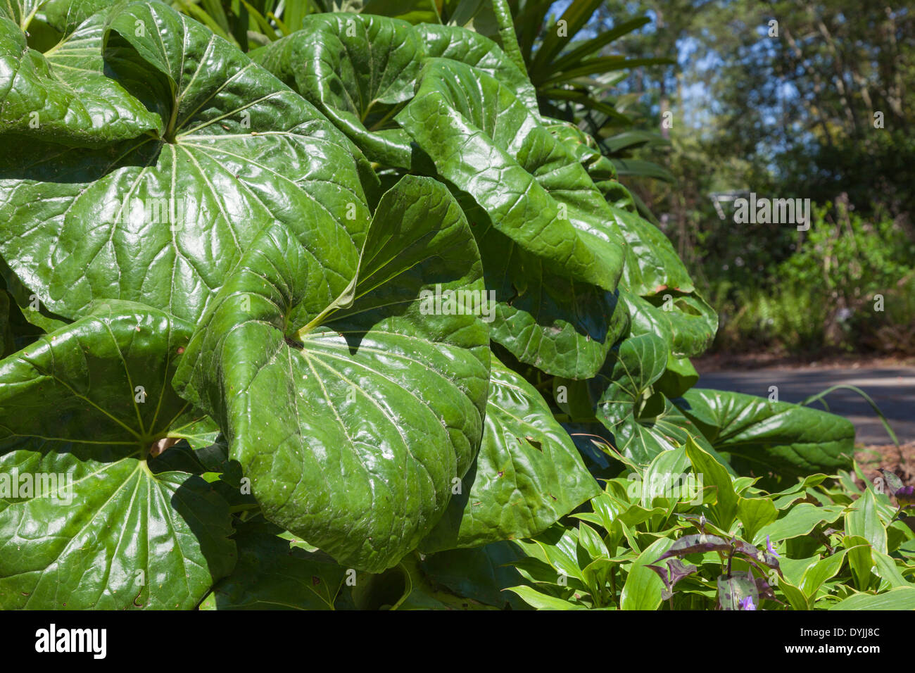 Leopard plant hi-res stock photography and images - Alamy