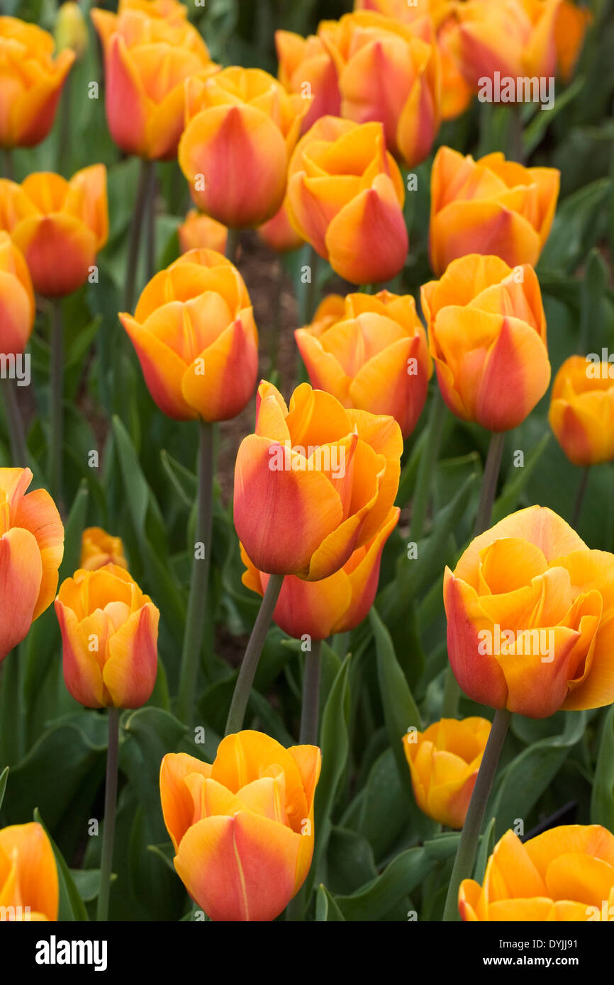 Orange spring bulb hi-res stock photography and images - Alamy