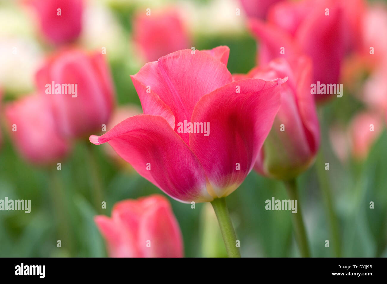 Pink tulip petals hi-res stock photography and images - Alamy