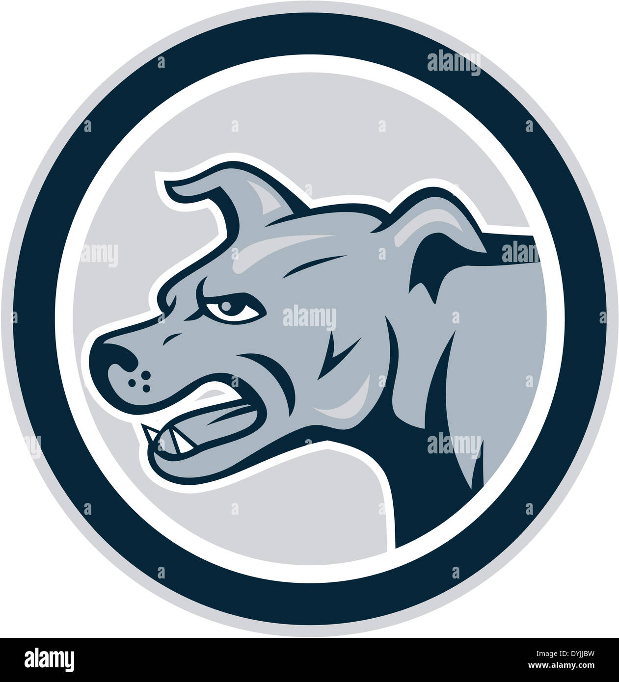 Mastiff dog angry hi-res stock photography and images - Alamy