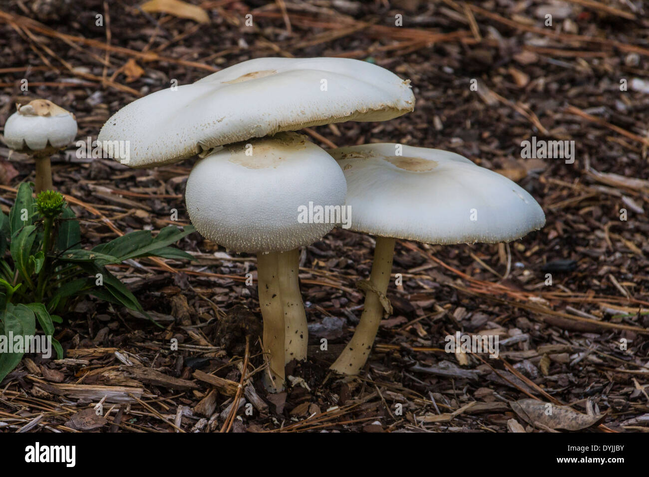 Mushrooms growing in Mercer Arboretum and Botanical Gardens Stock Photo ...