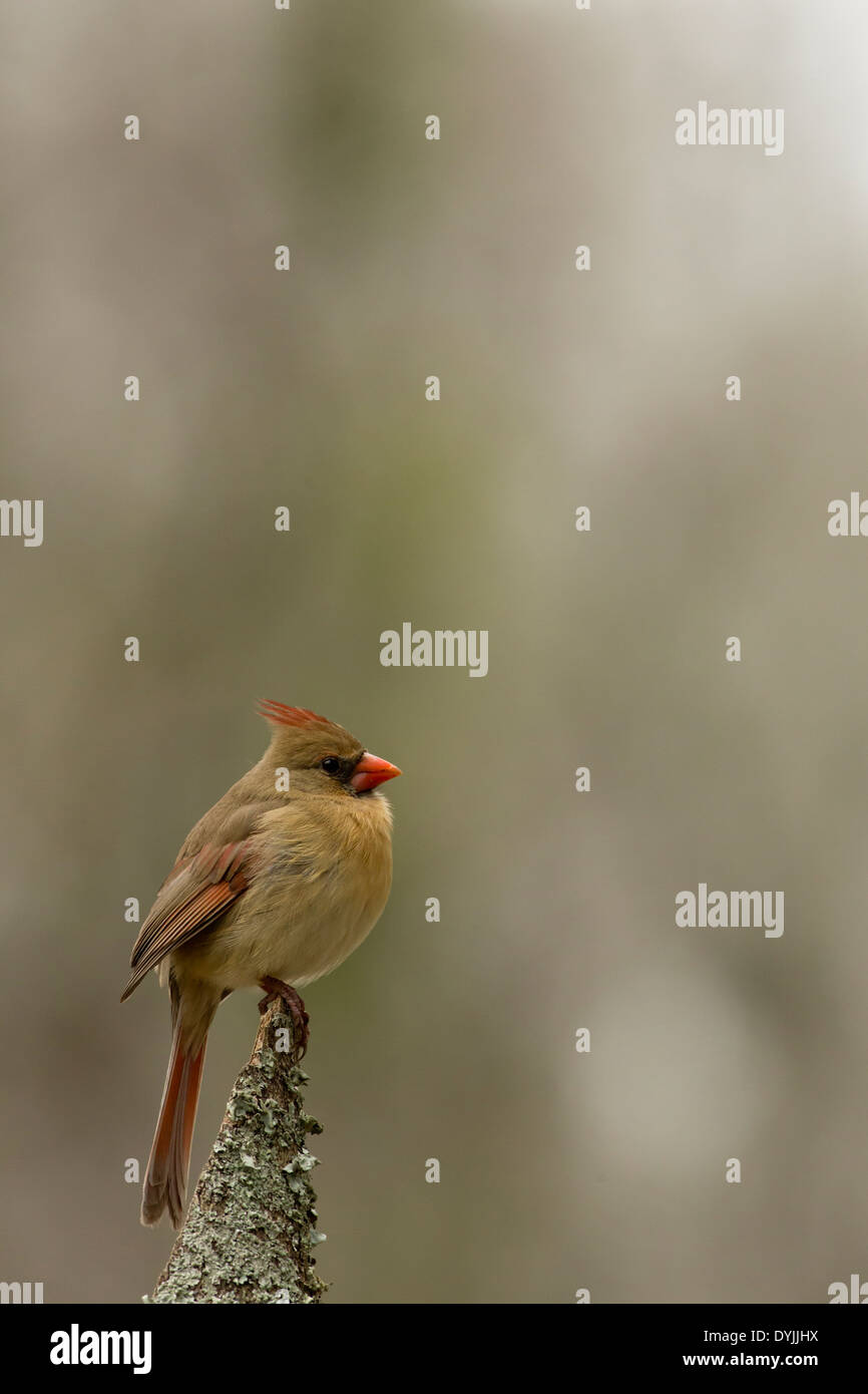 Female northern Cardinal on a triangular top of tree branch Stock Photo ...