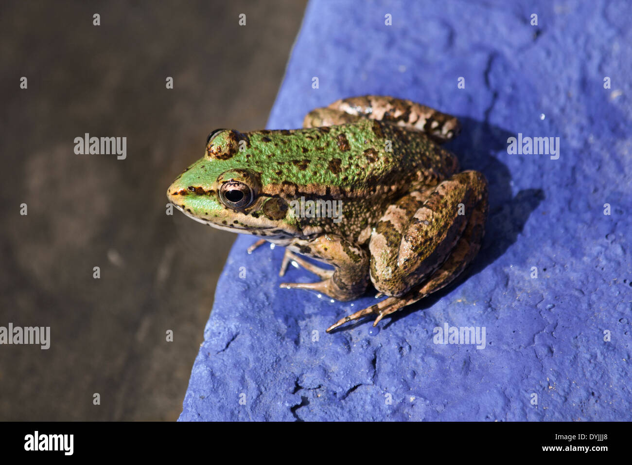 Sahara frog hi-res stock photography and images - Alamy