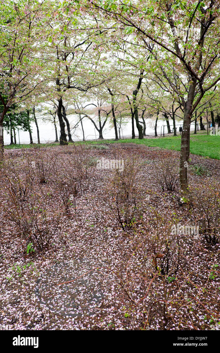 WASHINGTON DC — Fallen cherry blossom petals cover the ground near the ...
