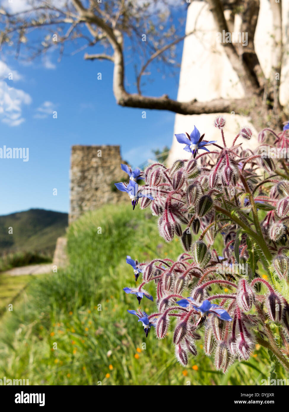 Borage (Borago officinalis), known as starflower Stock Photo - Alamy