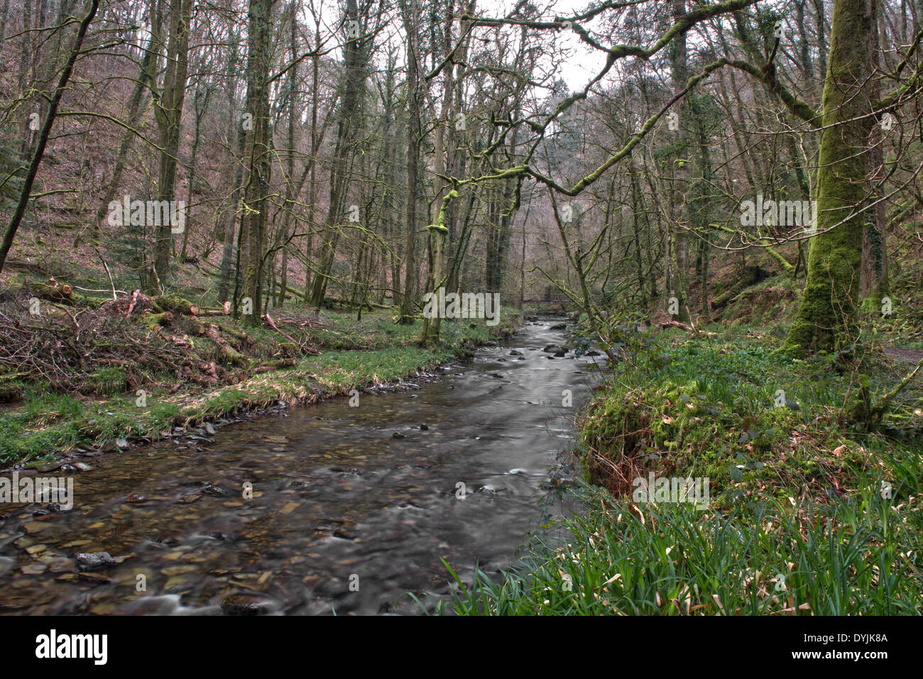 The River Lyd and Woodland At Lydford Gorge, Dartmoor National Park ...