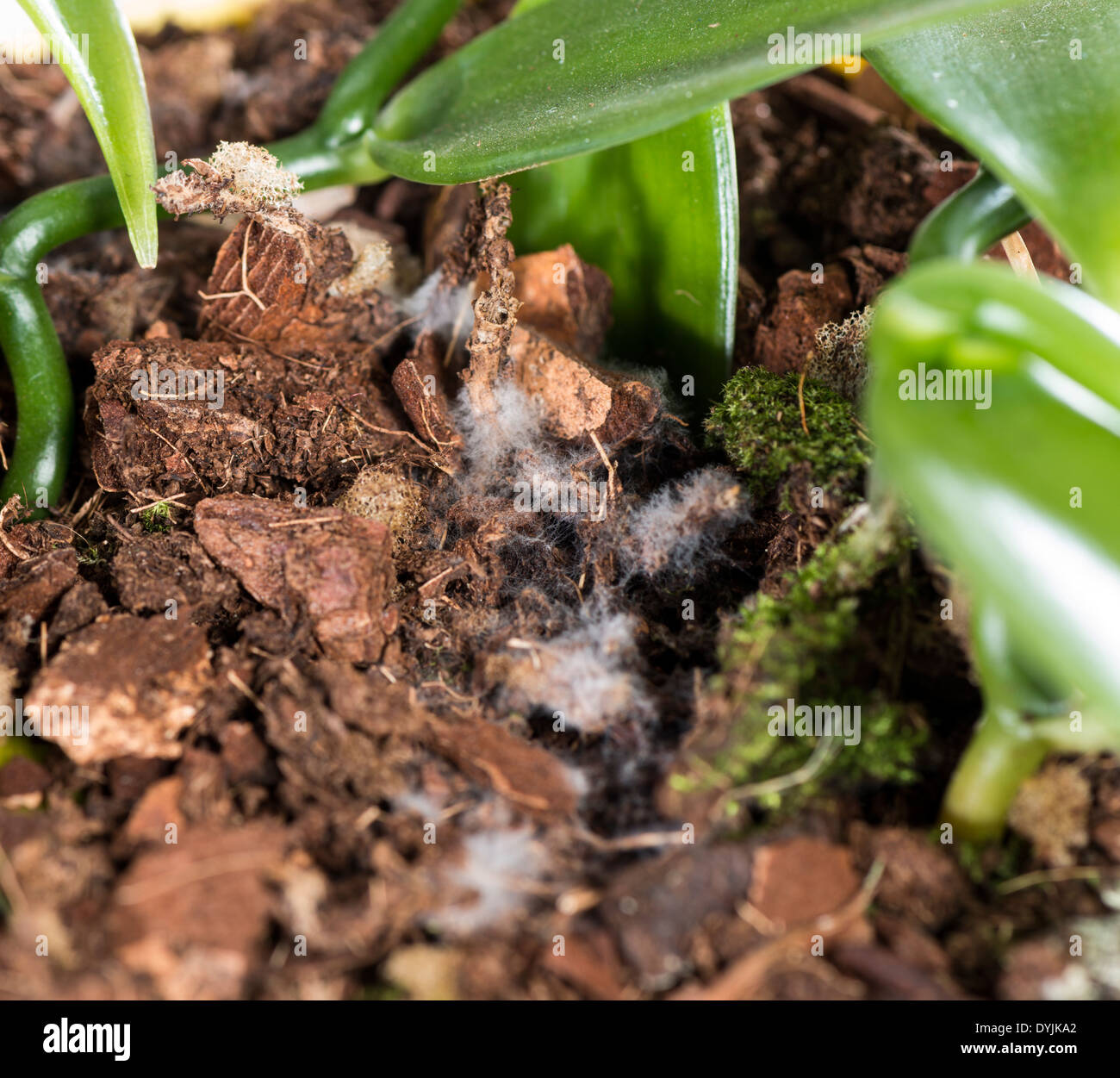 Pot fungus hi-res stock photography and images - Alamy