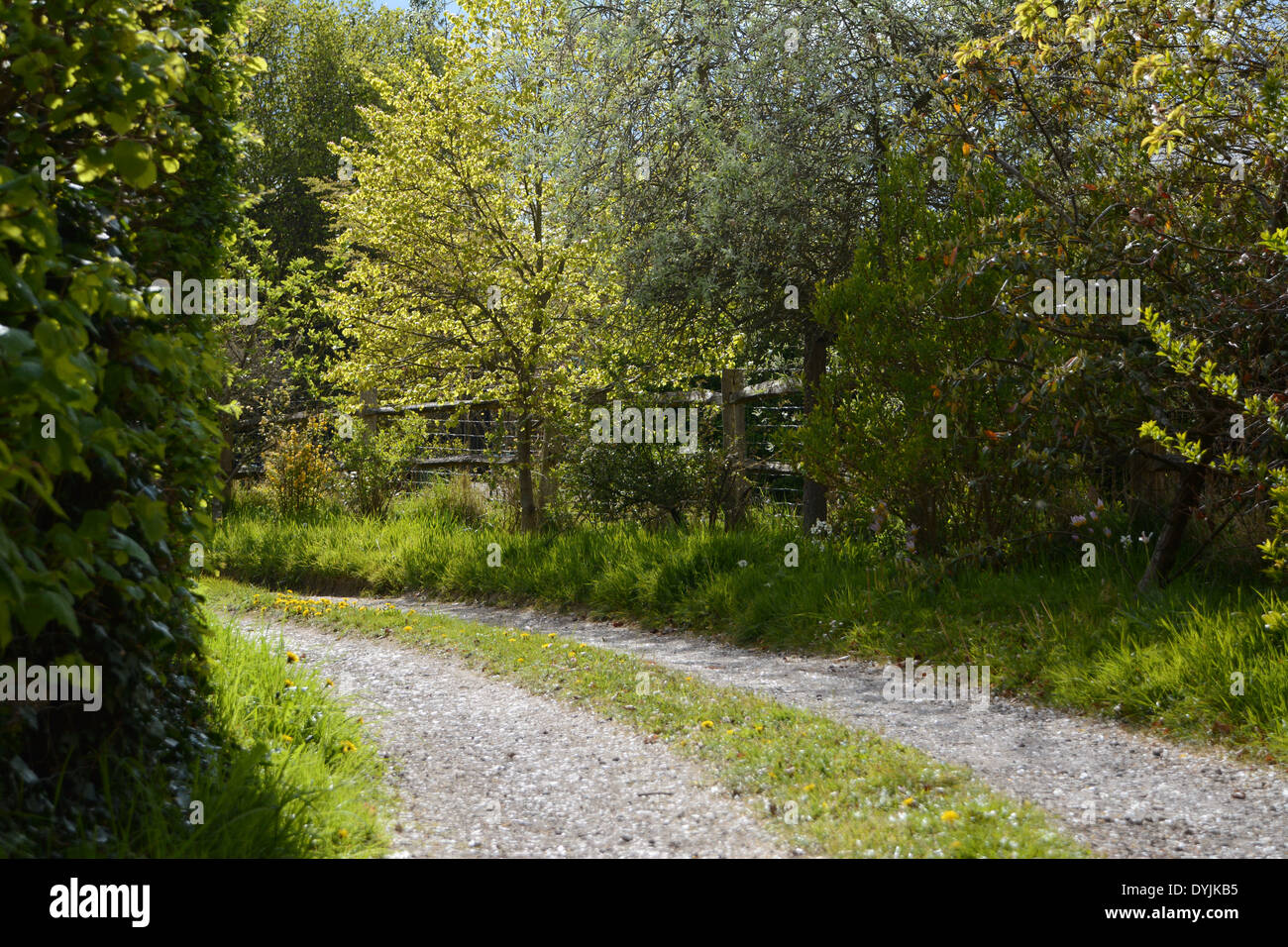 Tree-lined stone path leads around a corner Stock Photo - Alamy