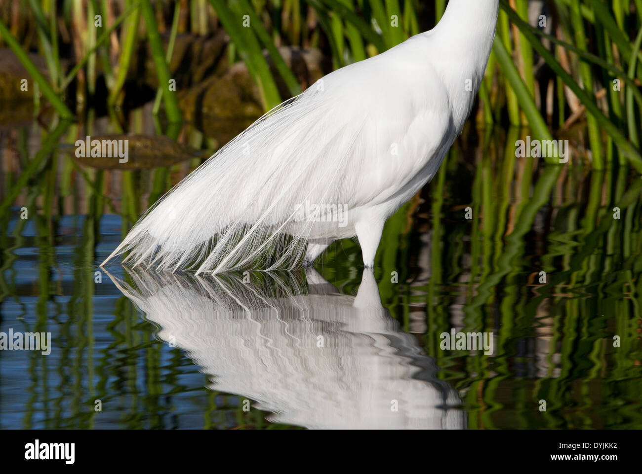 Great egret breeding plumage hi-res stock photography and images - Alamy