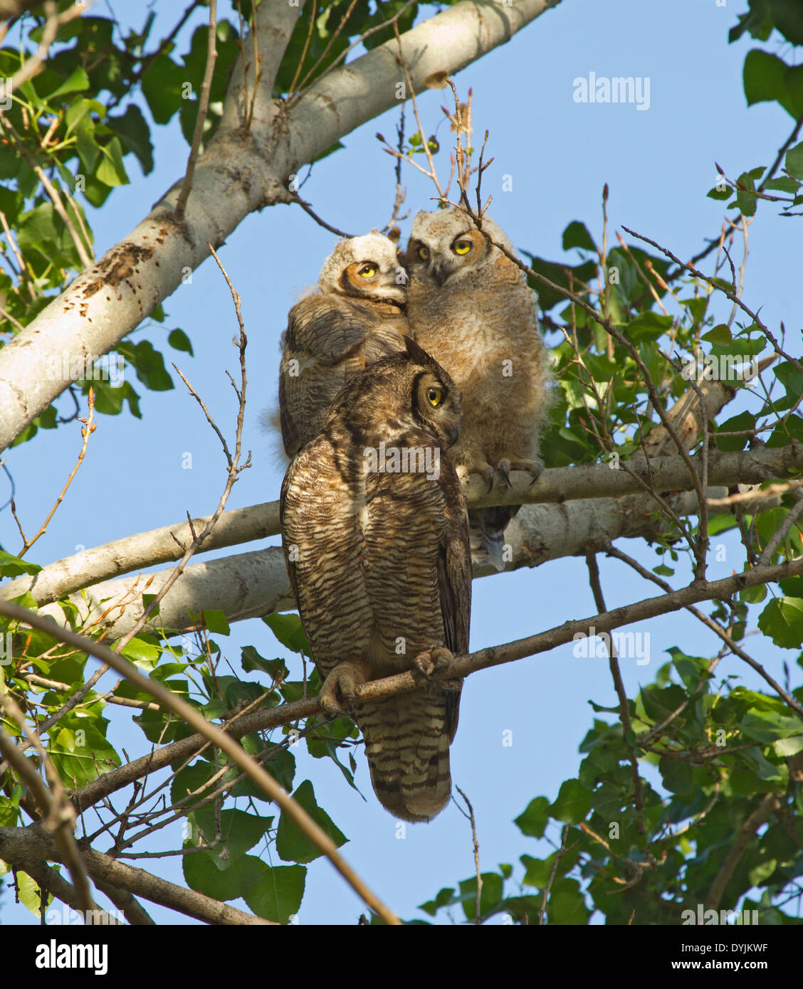 Owlets and owl hi-res stock photography and images - Alamy