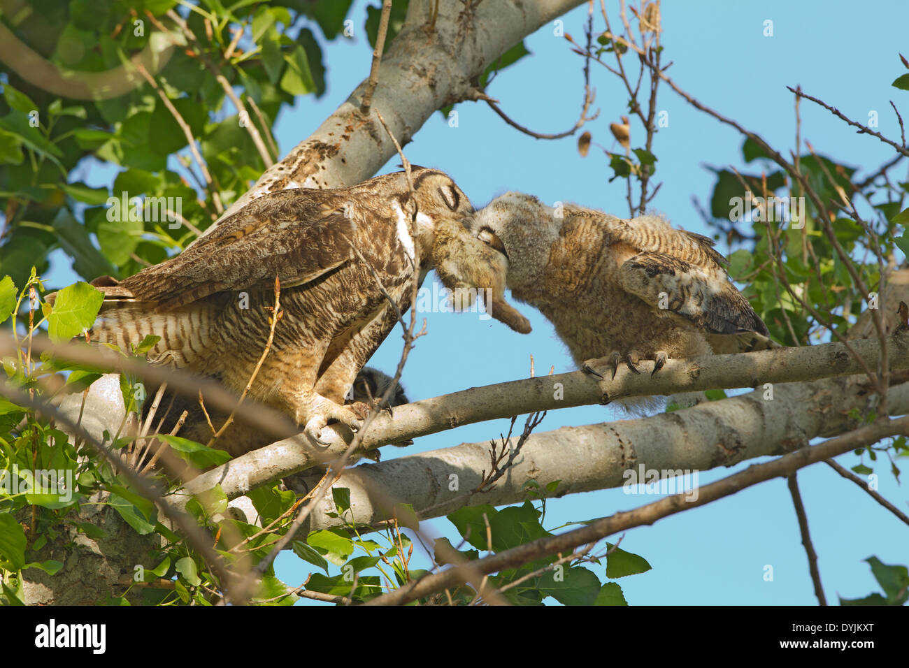 Owl Feeding High Resolution Stock Photography and Images - Alamy