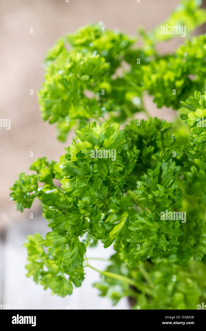 Fresh Parsley Plant (detailed close-up studio shot Stock Photo - Alamy