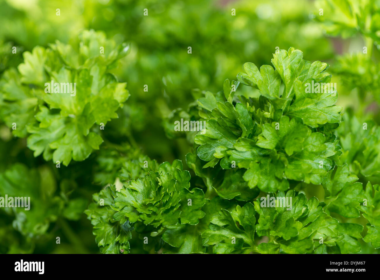 Fresh Parsley Plant (detailed close-up studio shot Stock Photo - Alamy