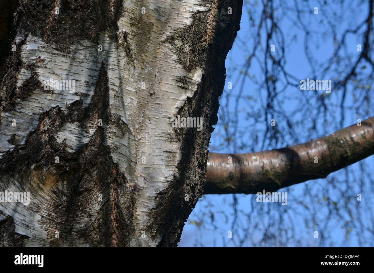 Tree branch patterns hi-res stock photography and images - Alamy