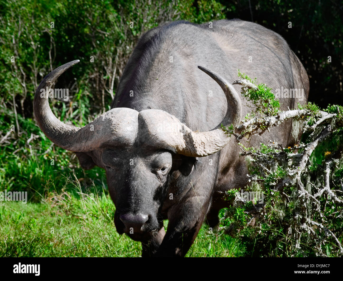 front portrait cape buffalo in their natural habitat at addo elephant ...