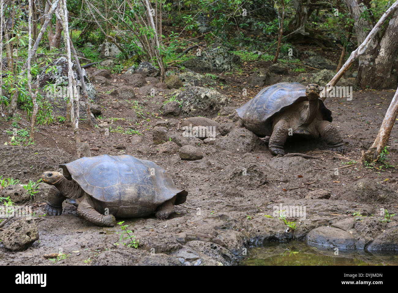 Tortoises breeding station hi-res stock photography and images - Alamy