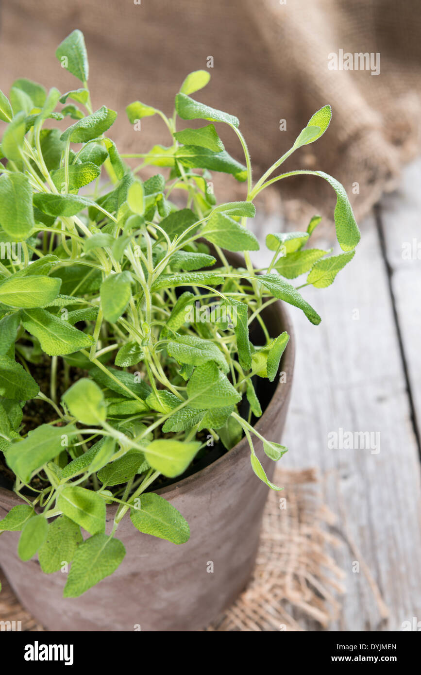 Sage plant hi-res stock photography and images - Alamy
