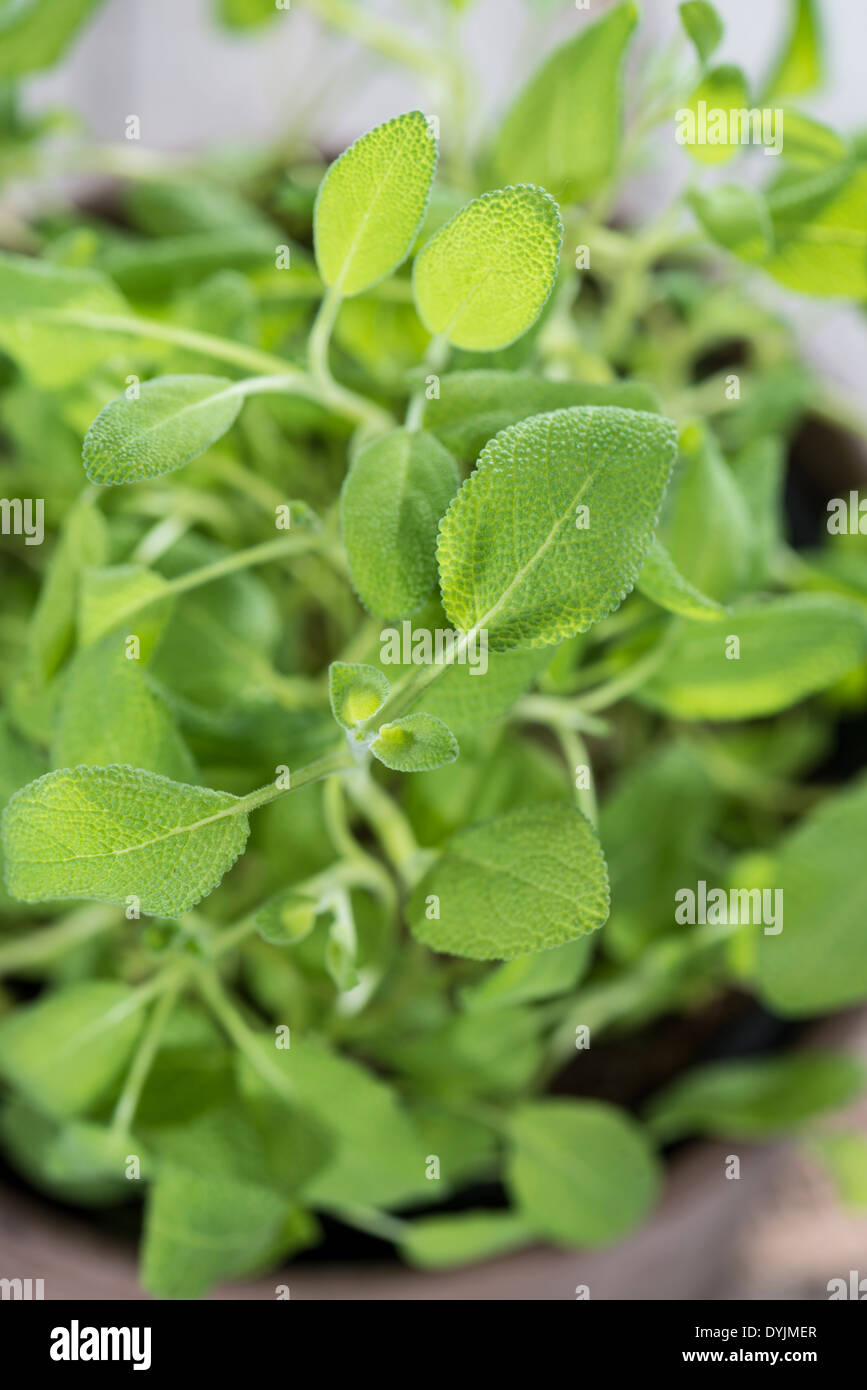 Sage plant hi-res stock photography and images - Alamy