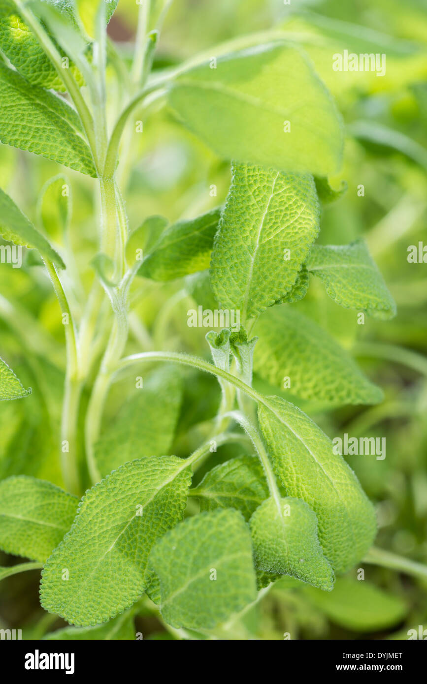 Sage plant hi-res stock photography and images - Alamy