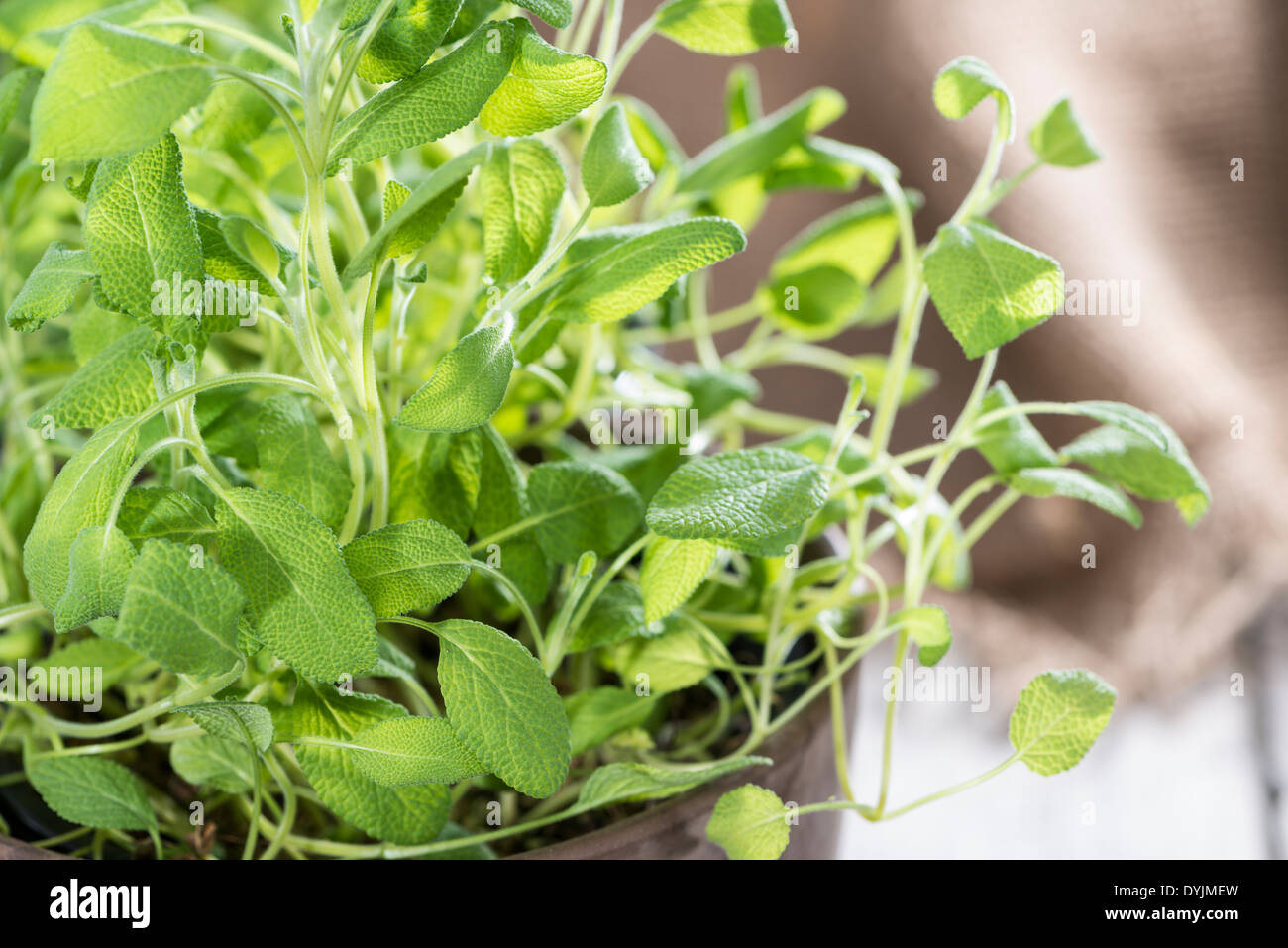 Sage plant hi-res stock photography and images - Alamy