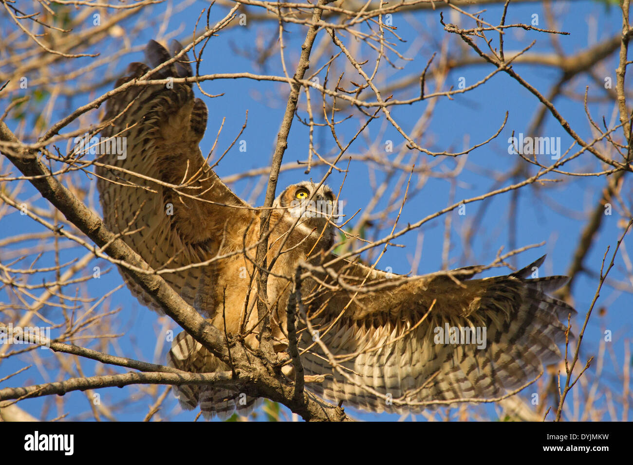 Early flight hi-res stock photography and images - Alamy