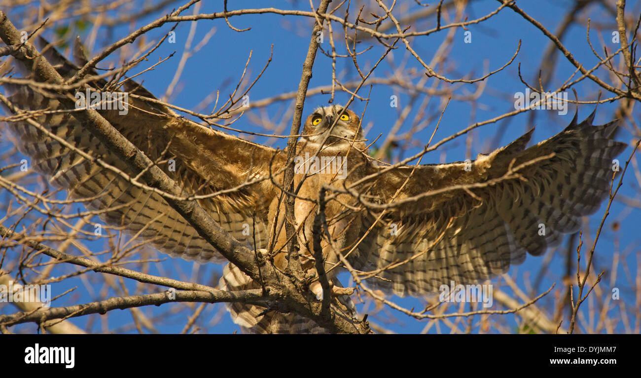 Great Horned Owl Owlet Early Flight Stock Photo - Alamy
