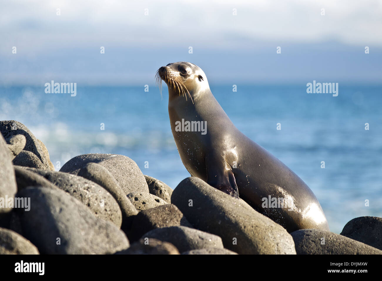 Galapagos Islands Ecuador nature diversity Darwin Stock Photo - Alamy