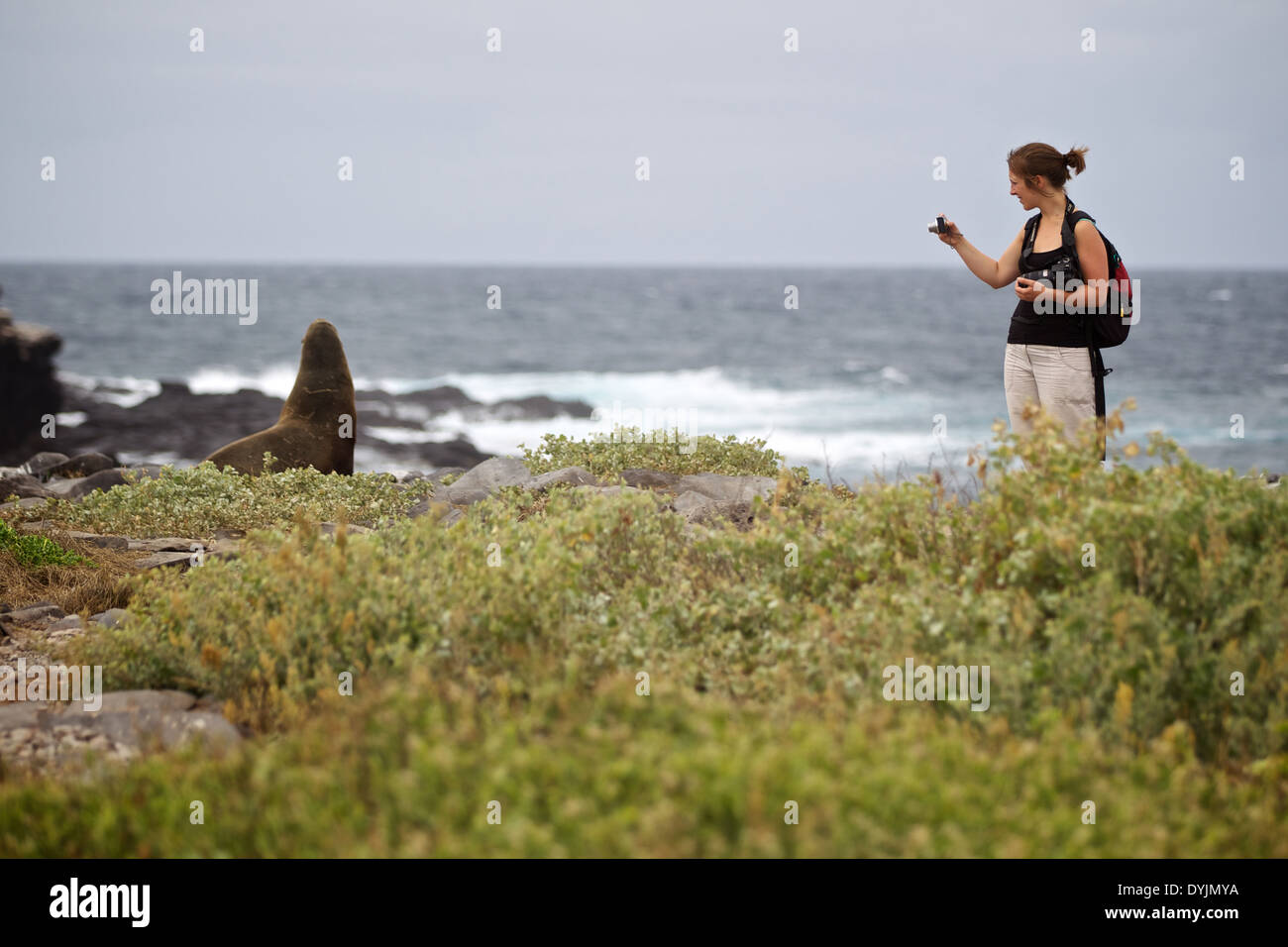 Galapagos Islands Ecuador nature diversity Darwin Stock Photo - Alamy