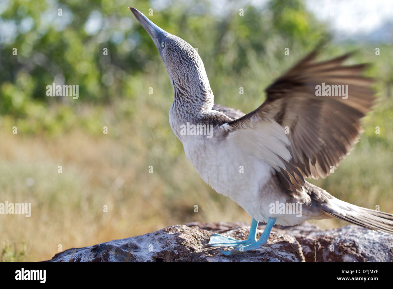 Galapagos Islands Ecuador nature diversity Darwin Stock Photo - Alamy