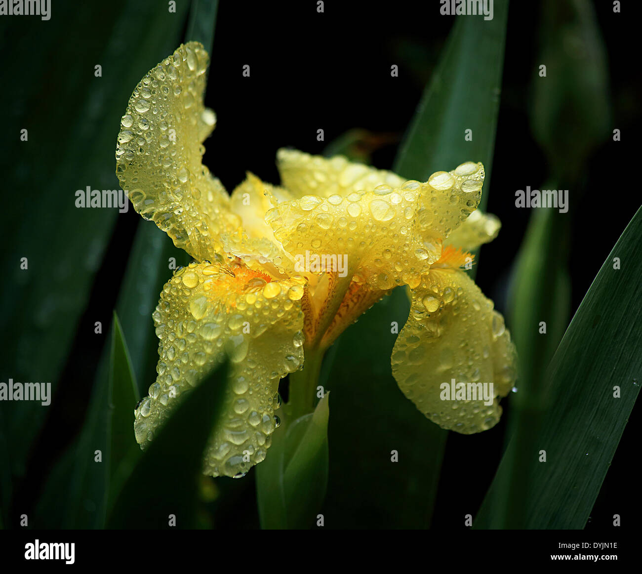 Alamy flowers hi-res stock photography and images - Alamy